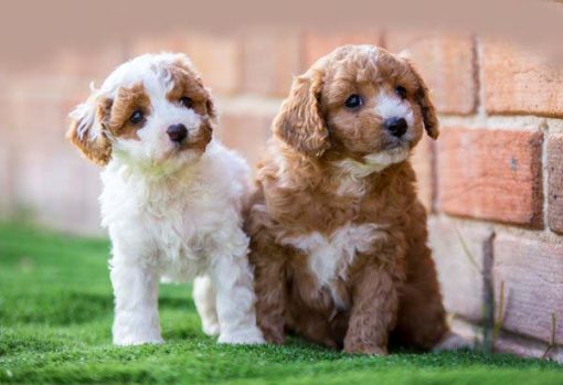 Waratah Puppies - Cavoodles and Shoodles - Bred for cuddles