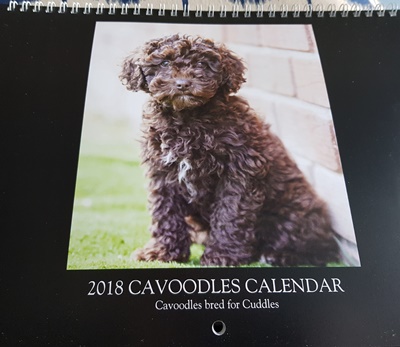 Products - Waratah Puppies